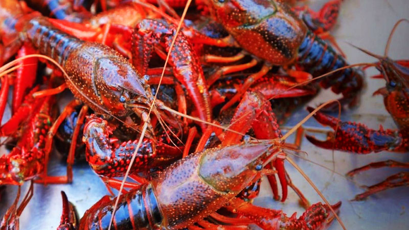 Live Crawfish Near Me, Find Fresh Crawdads For Sale